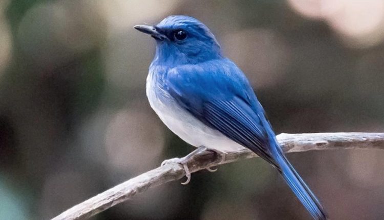 Burung langka Sikatan Aceh warna biru - Official Website Initu.id