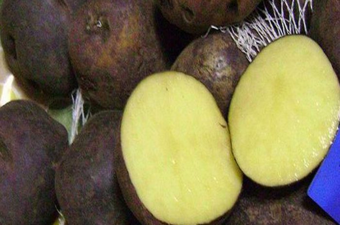 Rahasia, Khasiat dan Fungsi Kentang Hitam (Plectranthus Rotundifolius)